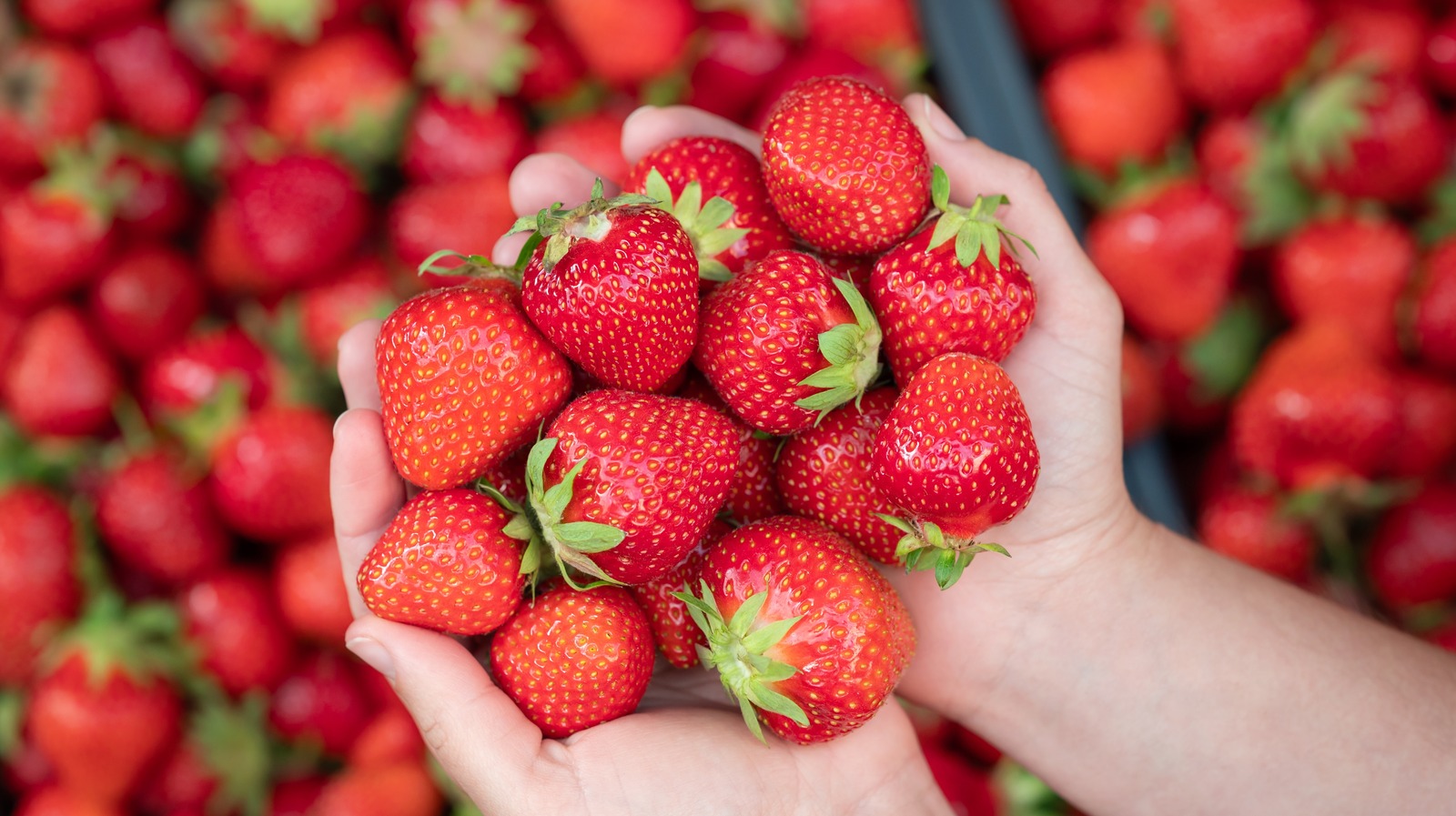 When To Use Canned Vs Frozen Vs Fresh Strawberries