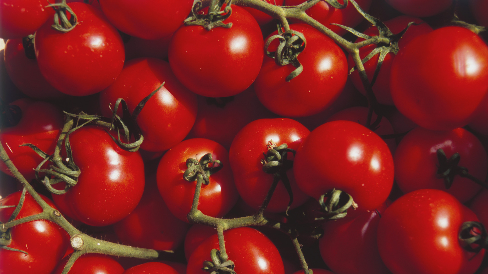 Why Europe Was Convinced Tomatoes Were Poisonous For The Longest Time