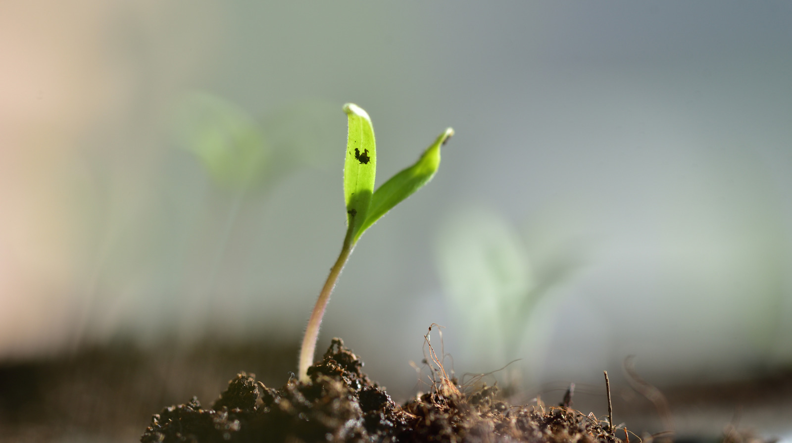 Why Gardeners Are Using Aluminum Foil To Start Their Seeds Smarter