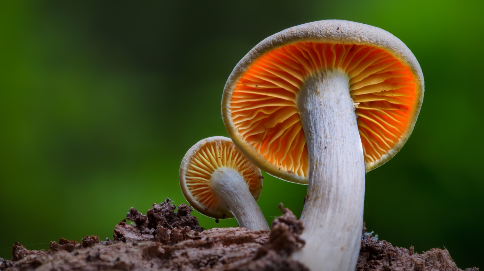 Why Mushrooms Keep Sprouting In Your Garden (And What To Do About It)