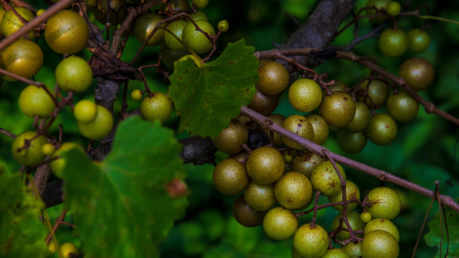 Why Scuppernong Wine Is A North Carolina Favorite