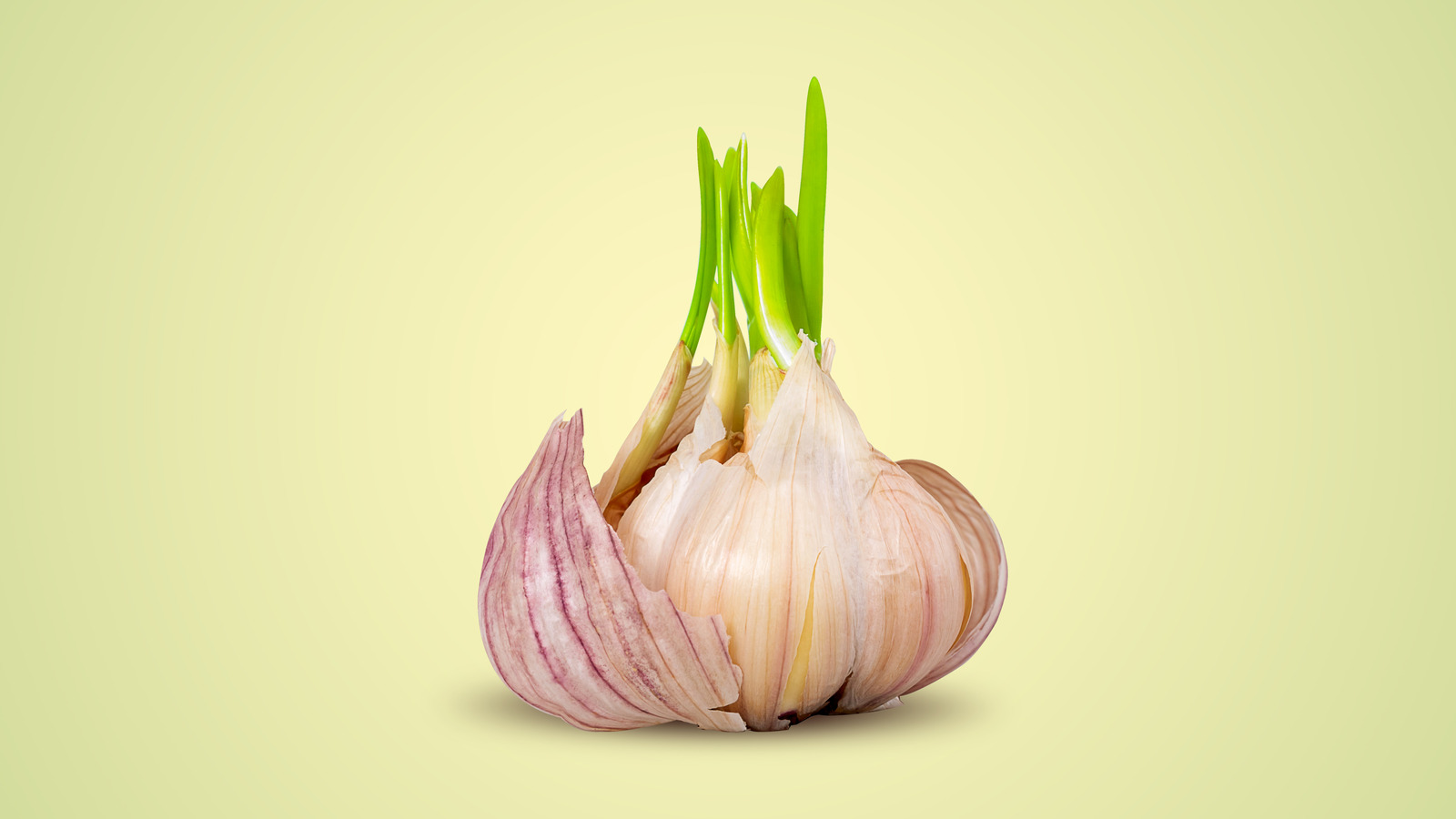 Why Sprouted Garlic Tastes So Different