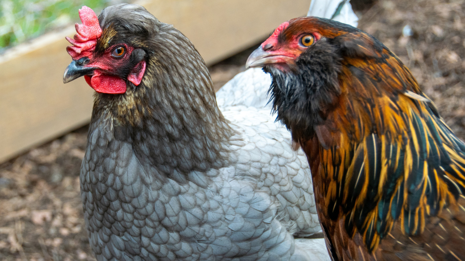 What Is A Sapphire Gem Chicken?