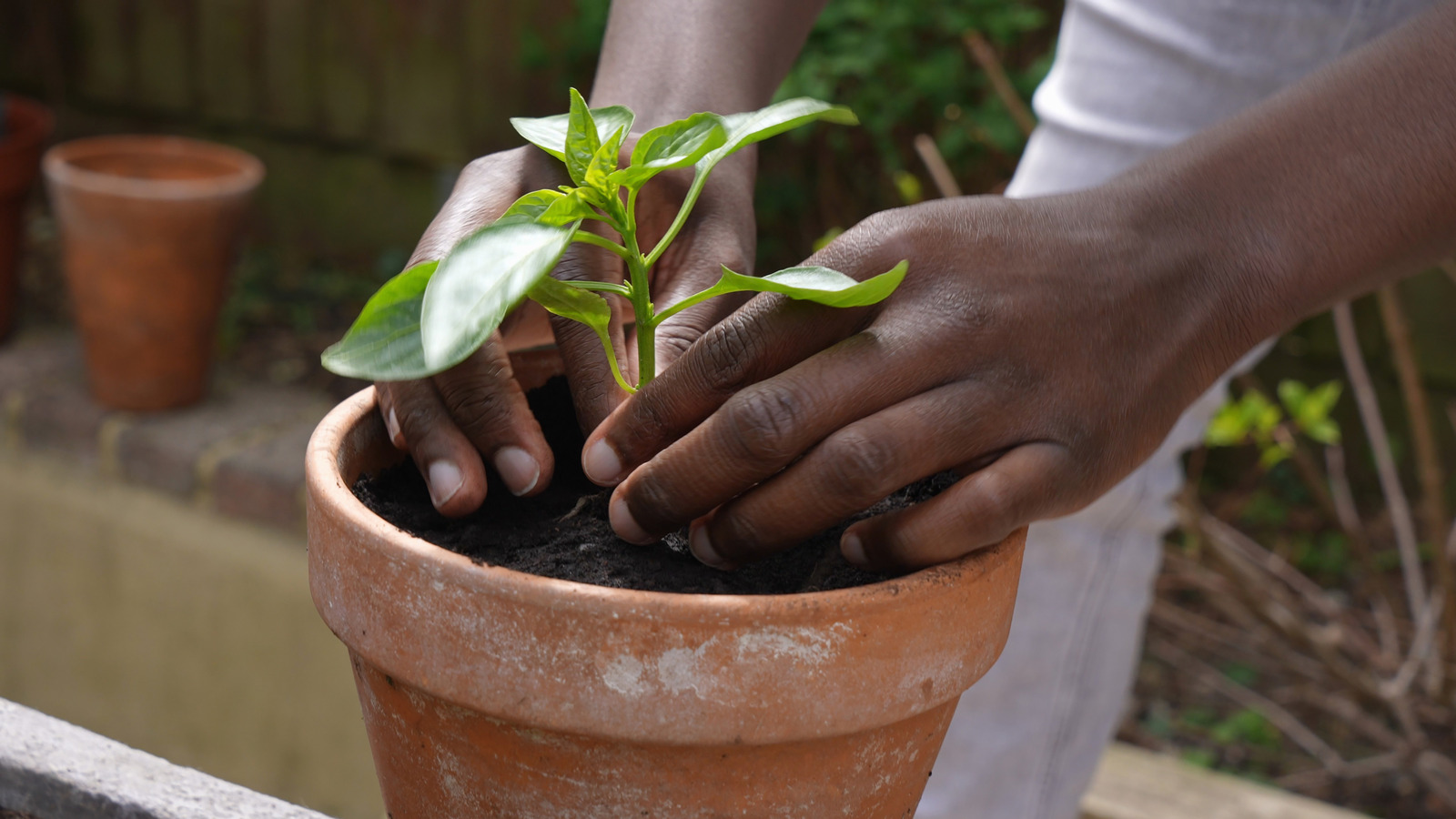 Yes, You Can Grow More Tomatoes From Store-Bought Tomatoes. Here's How