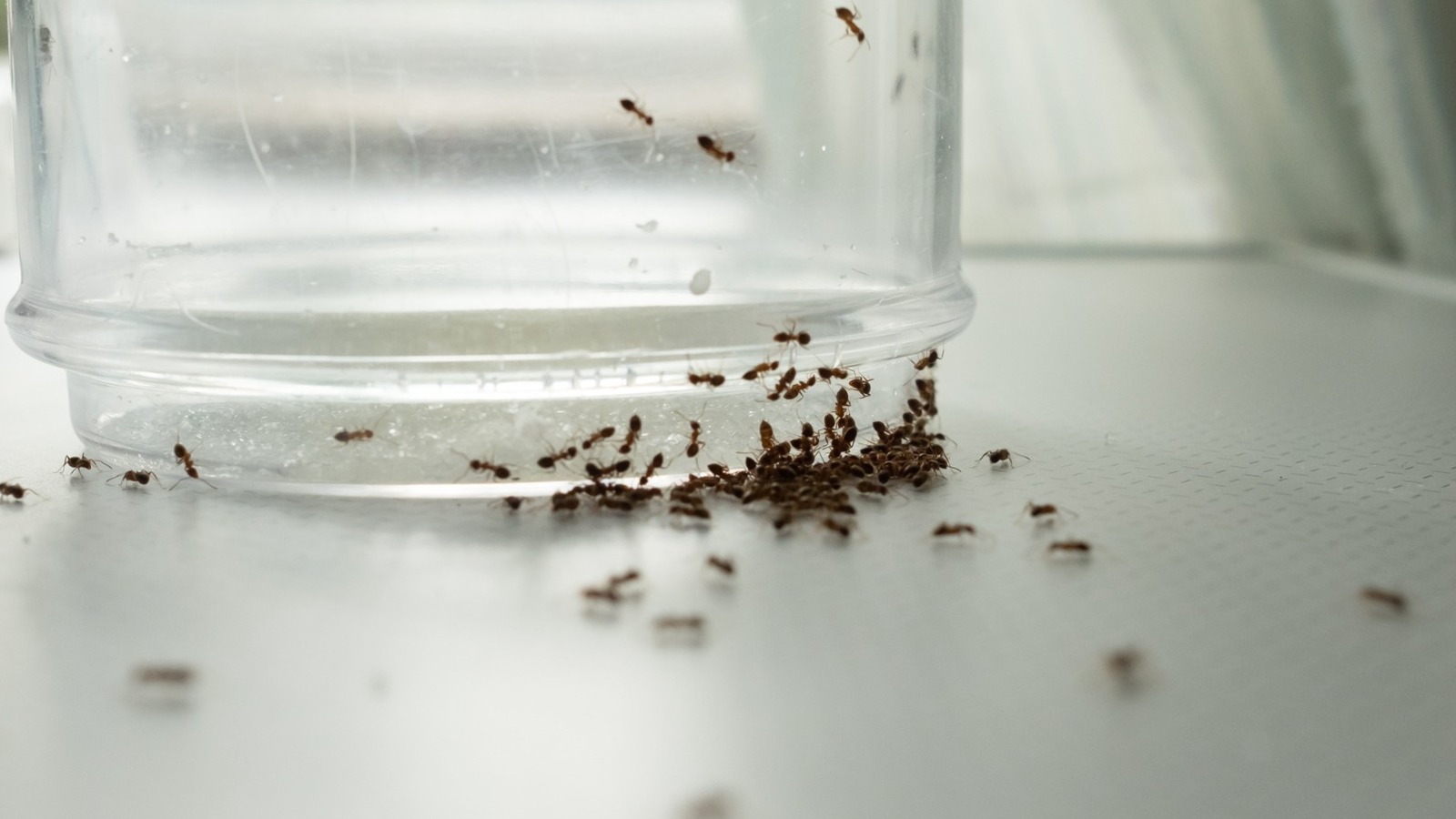 You Already Have The Best 2 Ingredients To Keep Ants From Invading Your ...