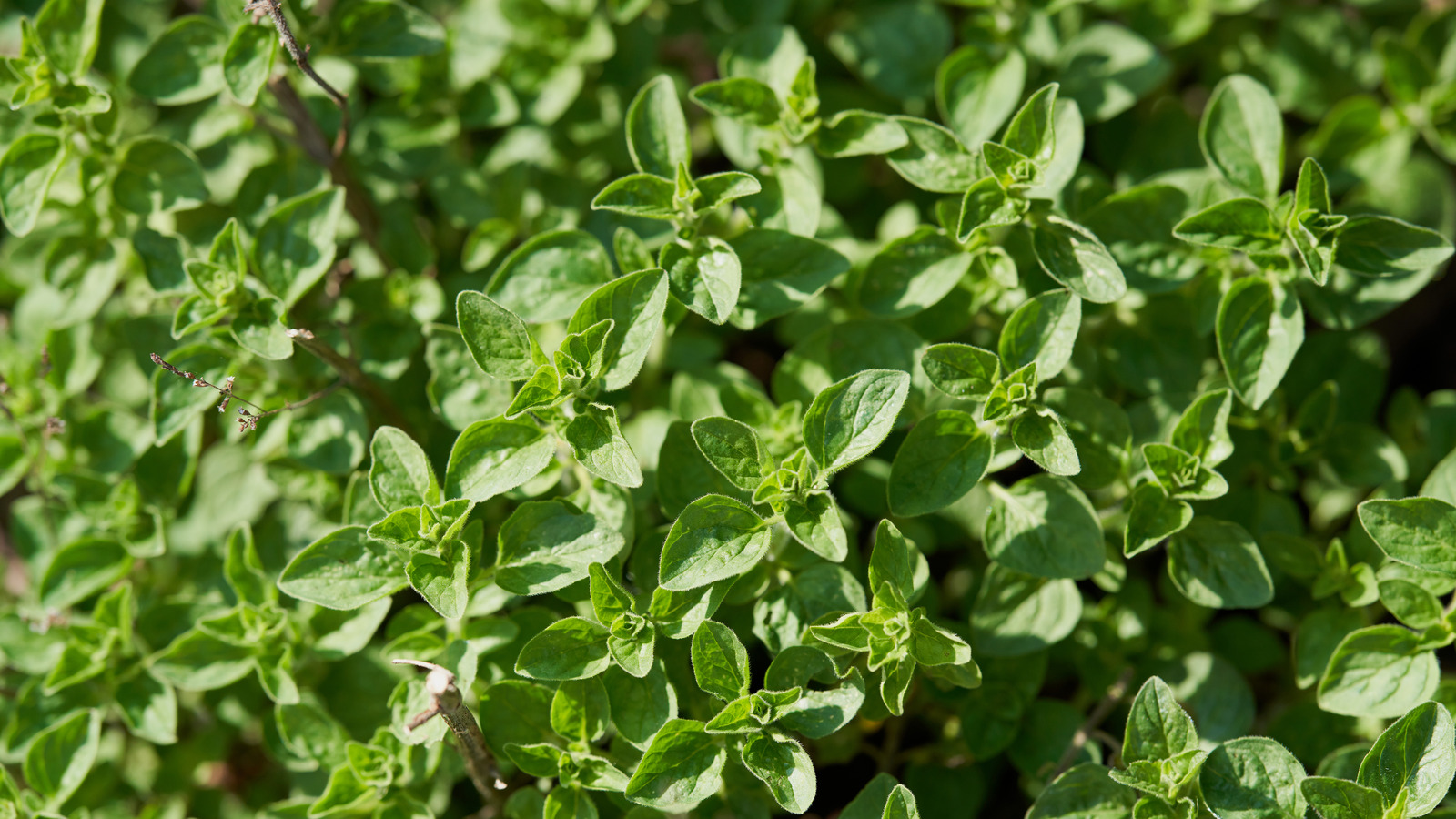 Your Guide To Every Type Of Oregano